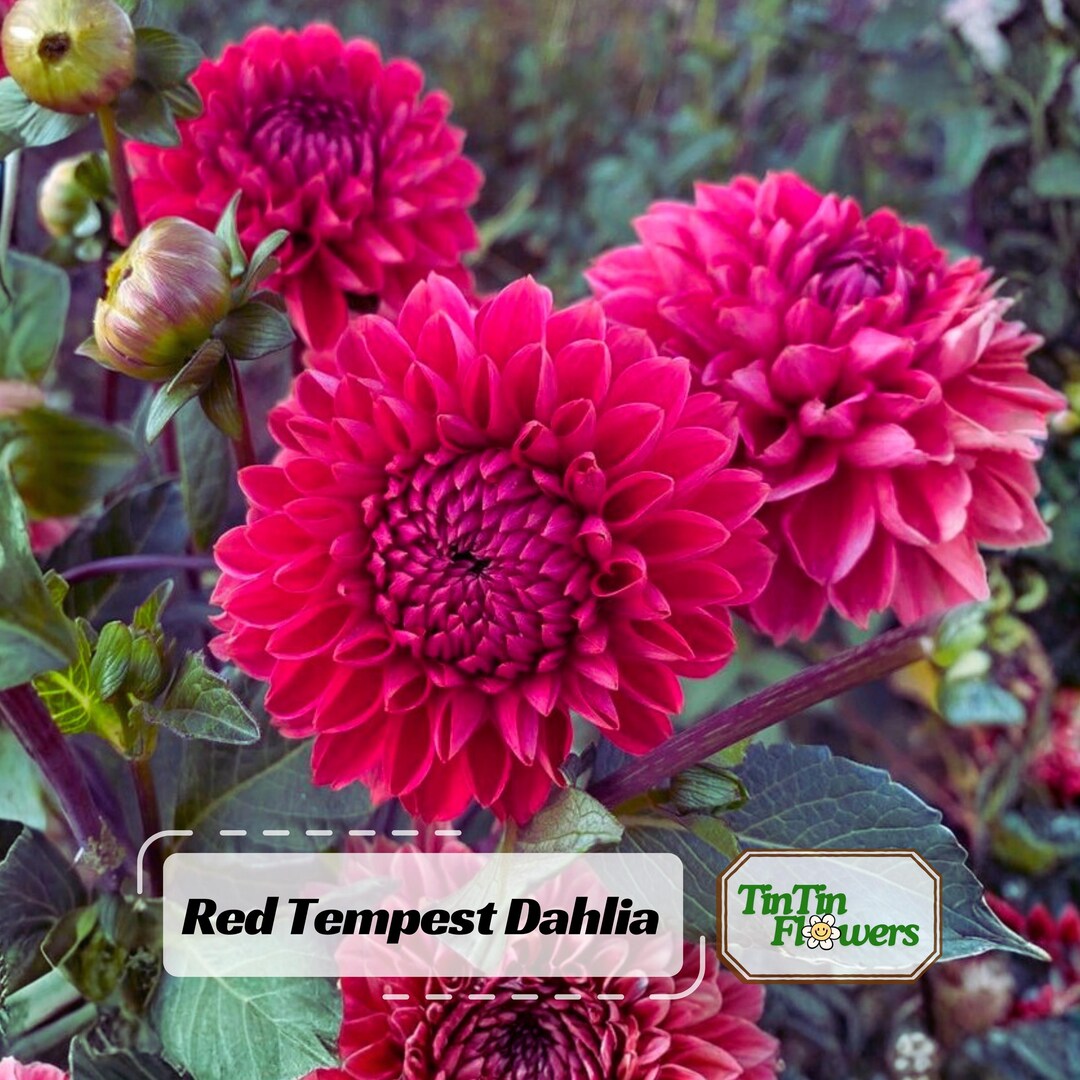 40+ Red Tempest Dahlia Seeds -pollinator Friendly- Open Pollinated ...