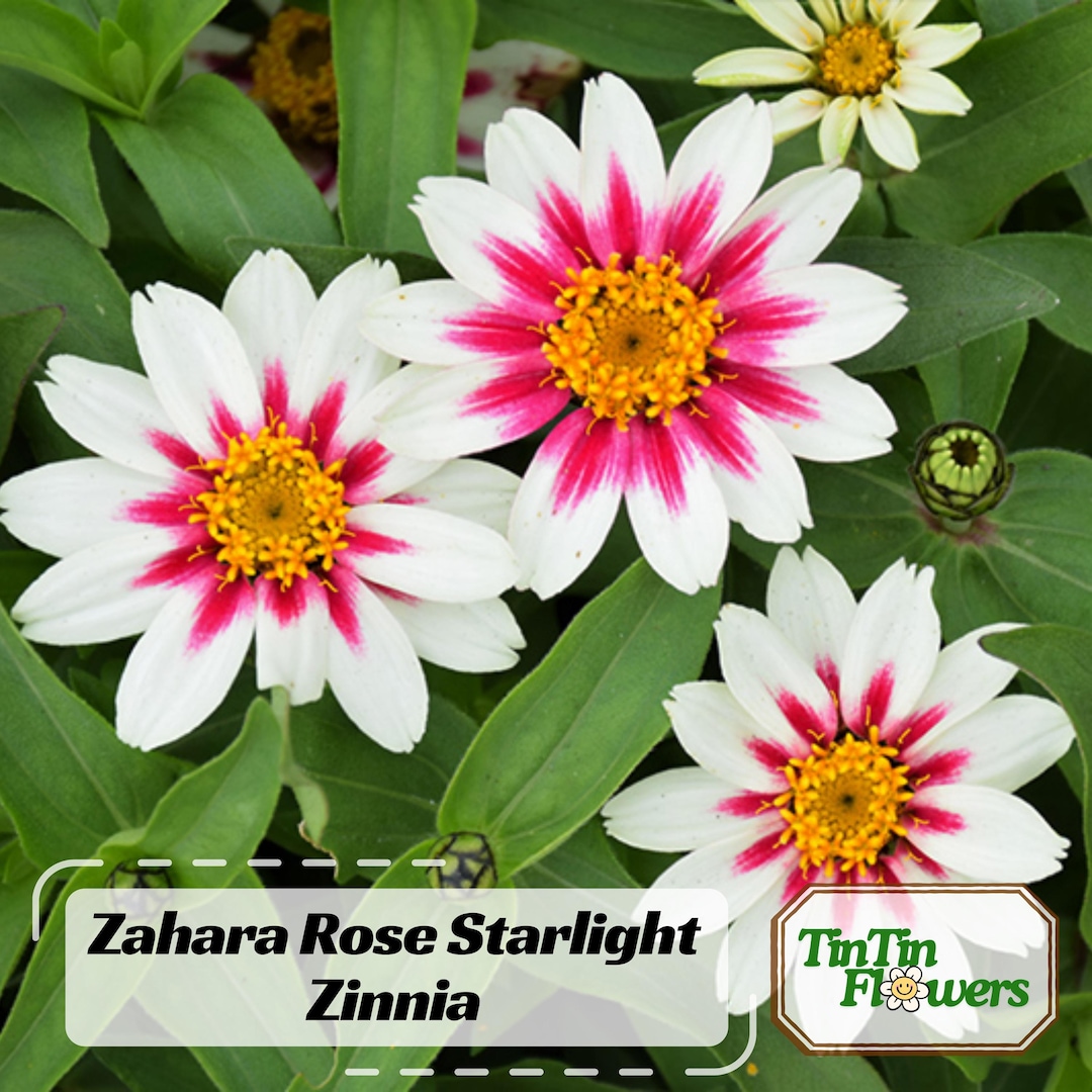 Marylandica Zahara Rose Starlight Zinnia Seeds - Authentic - Open-pollinated -organic -flower ...