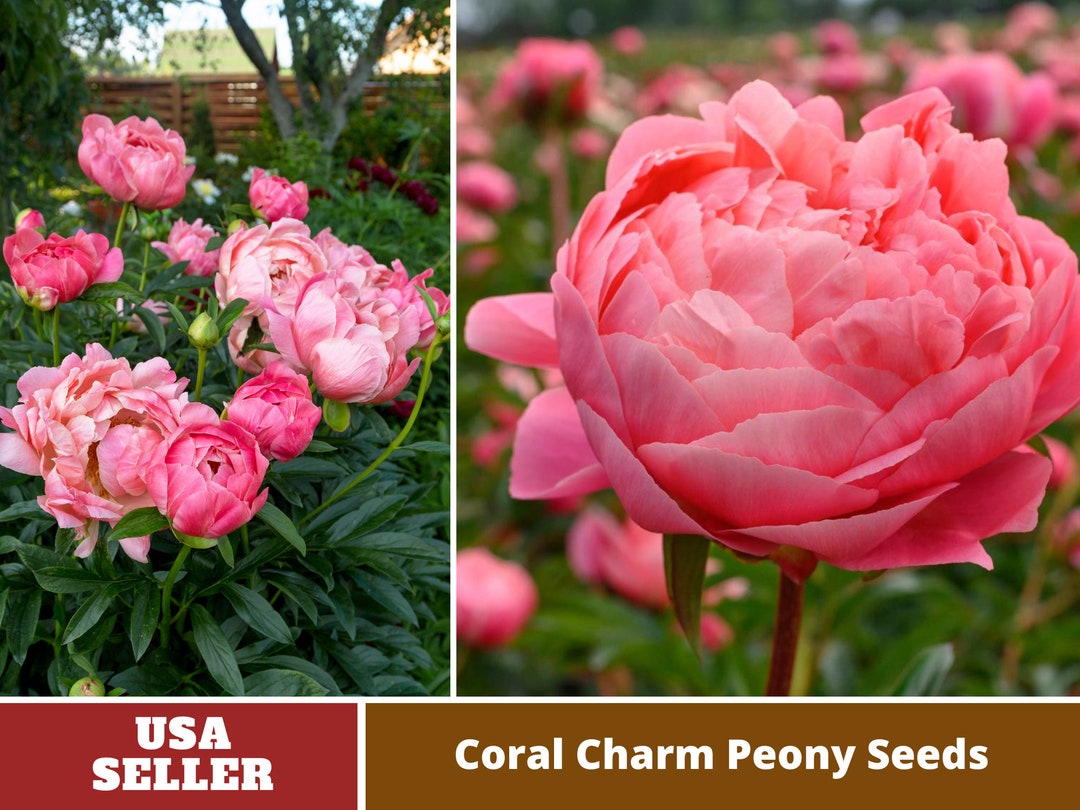 Pink Coral Charm Peony Seeds Paeonia Attract butterflies Open ...
