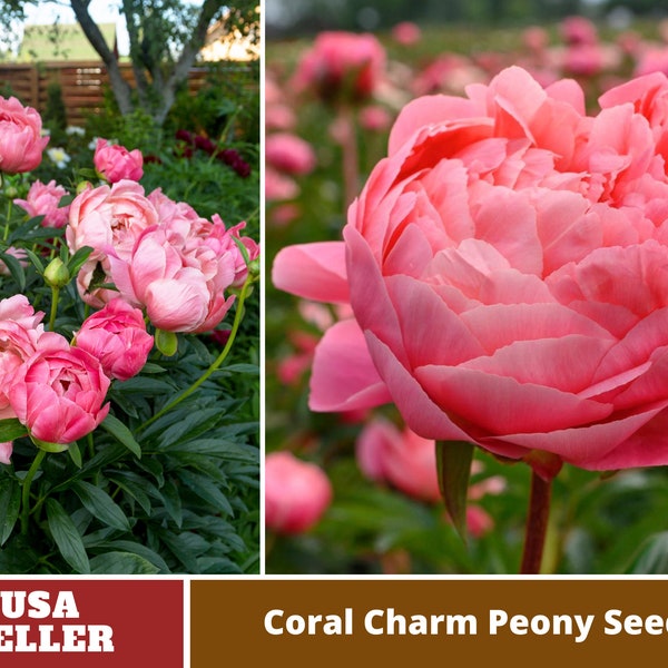 Coral Charm Peony - Etsy