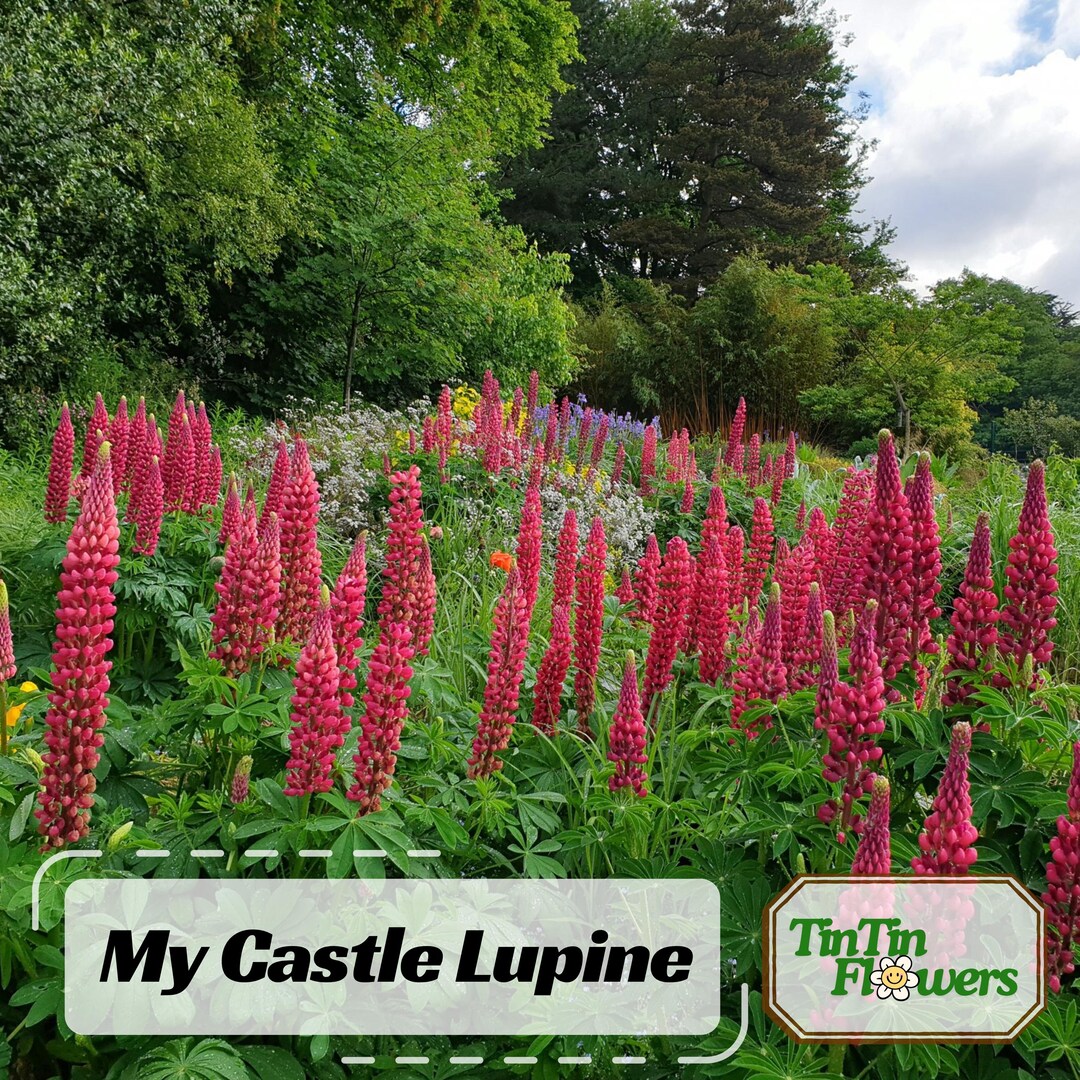 30+ My Castle Lupine Seeds -lupinus - Bluebonnet- Lupin-heirloom Flower ...