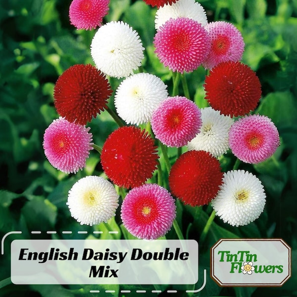 English Daisy - Etsy