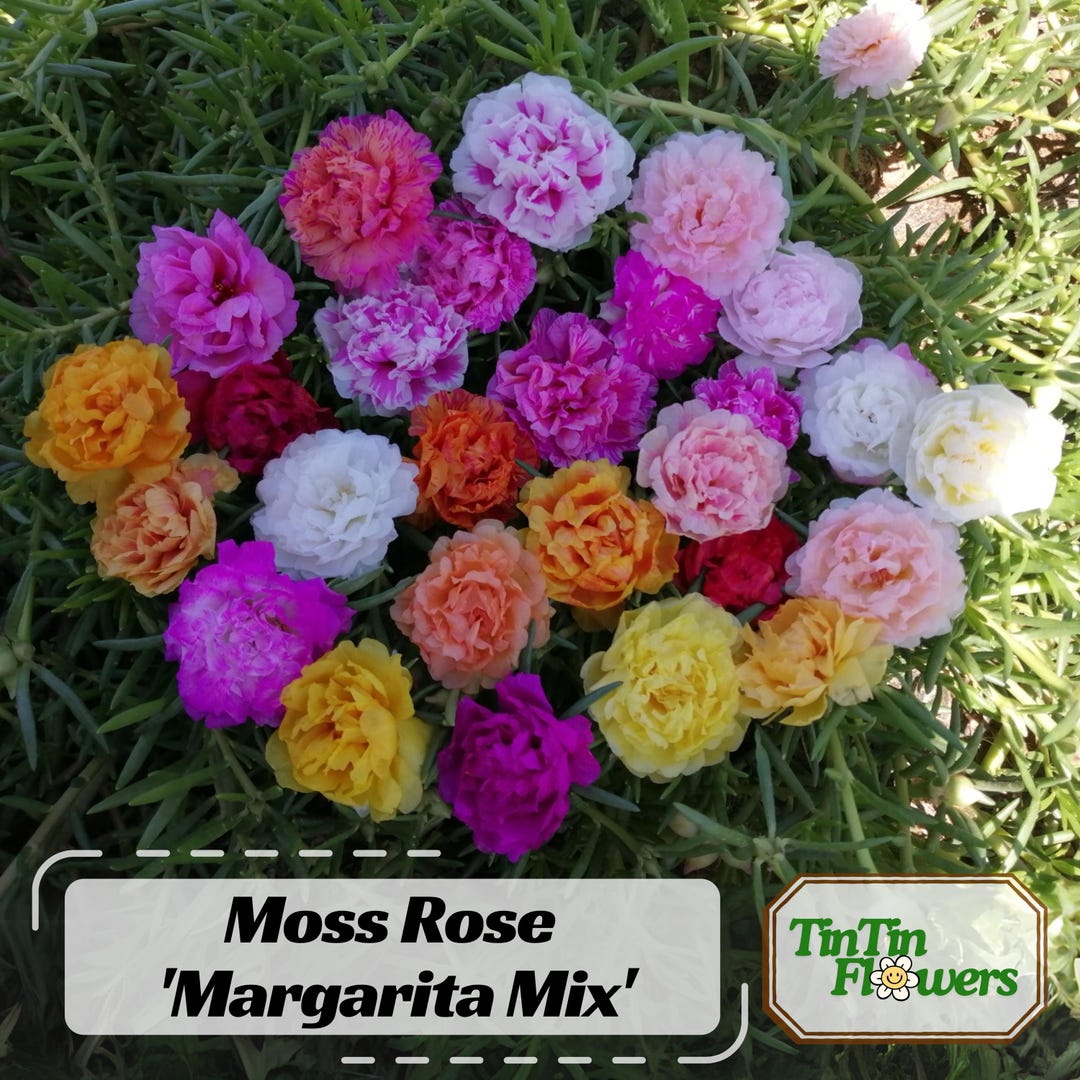 Portulaca 'margarita Mix' - Moss Rose Seeds - Purslanes Seeds - Heirloom Succulent - Colorful ...