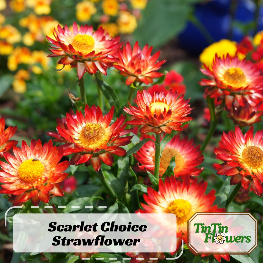 Scarlet Choice Double Strawflower Seeds-perennial -authentic Seeds ...