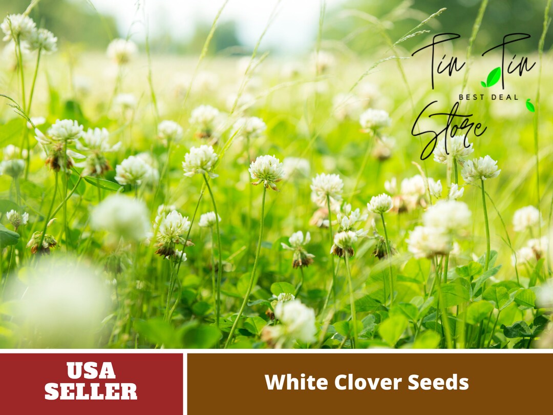 White Clover Seeds-perennial authentic Seeds-flowers organic. Non GMO ...