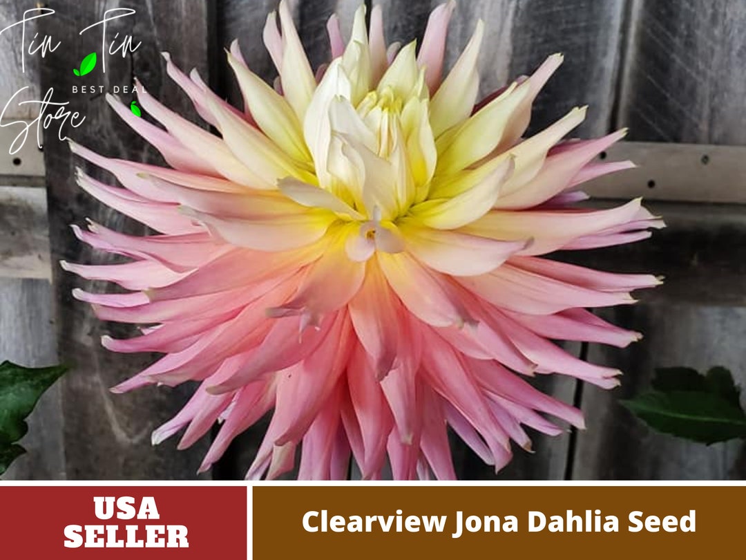 Clearview Jonas Dahlia Seeds pollinator Friendly Open Pollinated ...