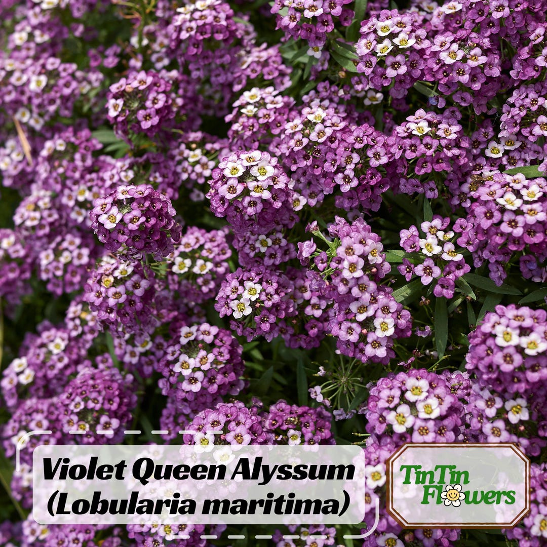 Violet Queen Alyssum (lobularia Maritima) Seeds - Cold Resistant - Open ...