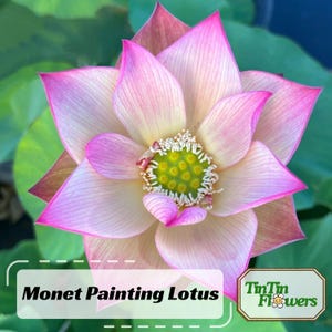 5+ Rare Seeds| Monet Painting Lotus Seeds - Indian Lotus (nelumbo Nucifera) Seeds - Flower Seeds ...