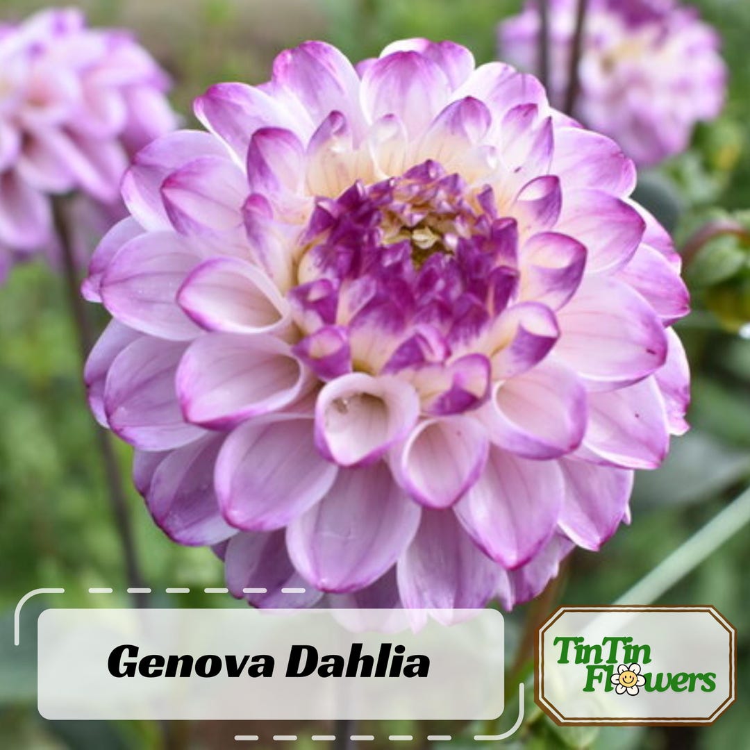 Genova Dahlia Seeds- Pollinator Friendly- Open Pollinated - Heirloom ...