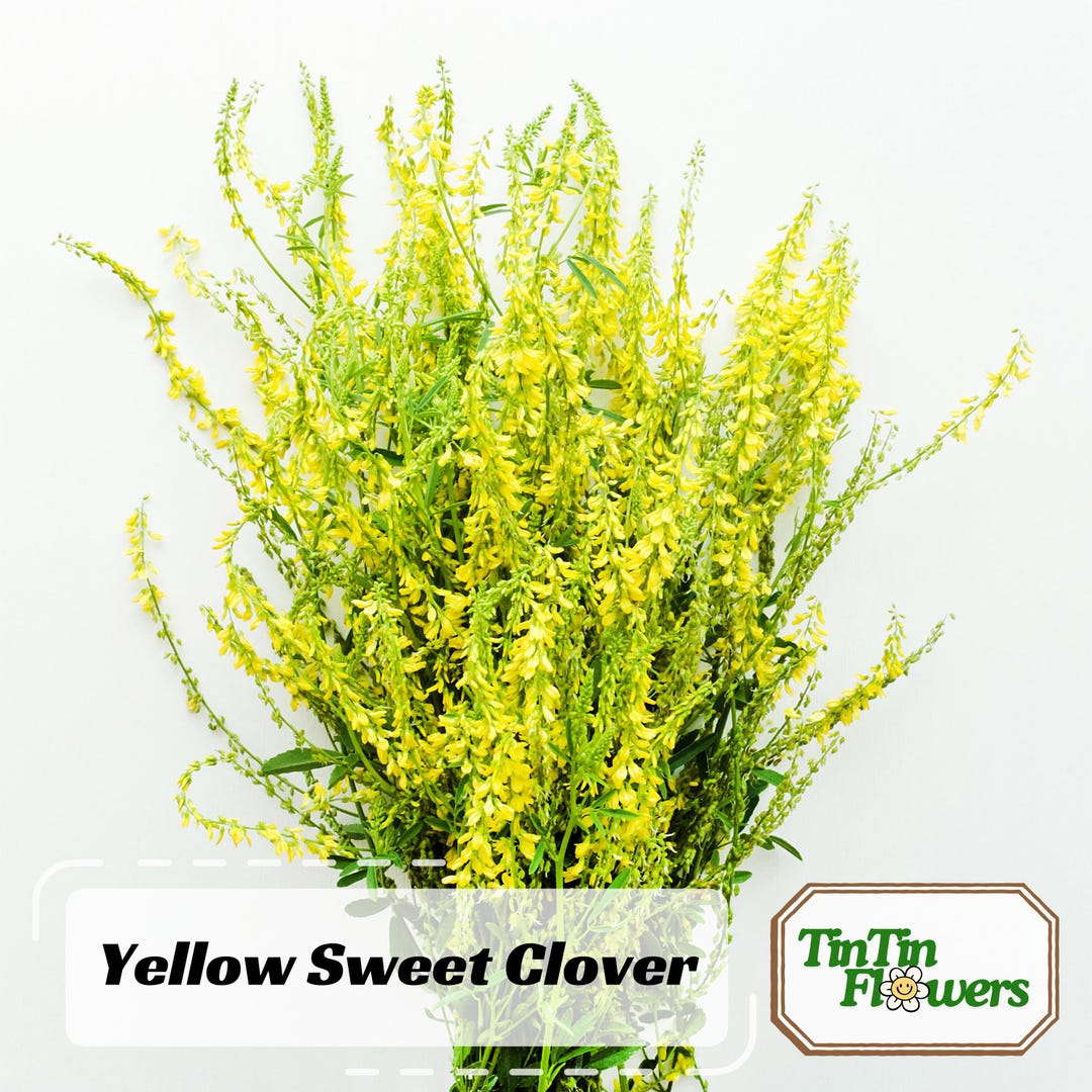 Yellow Blossom Sweet Clover-authentic Seeds Air Purifying Clumping Easy ...