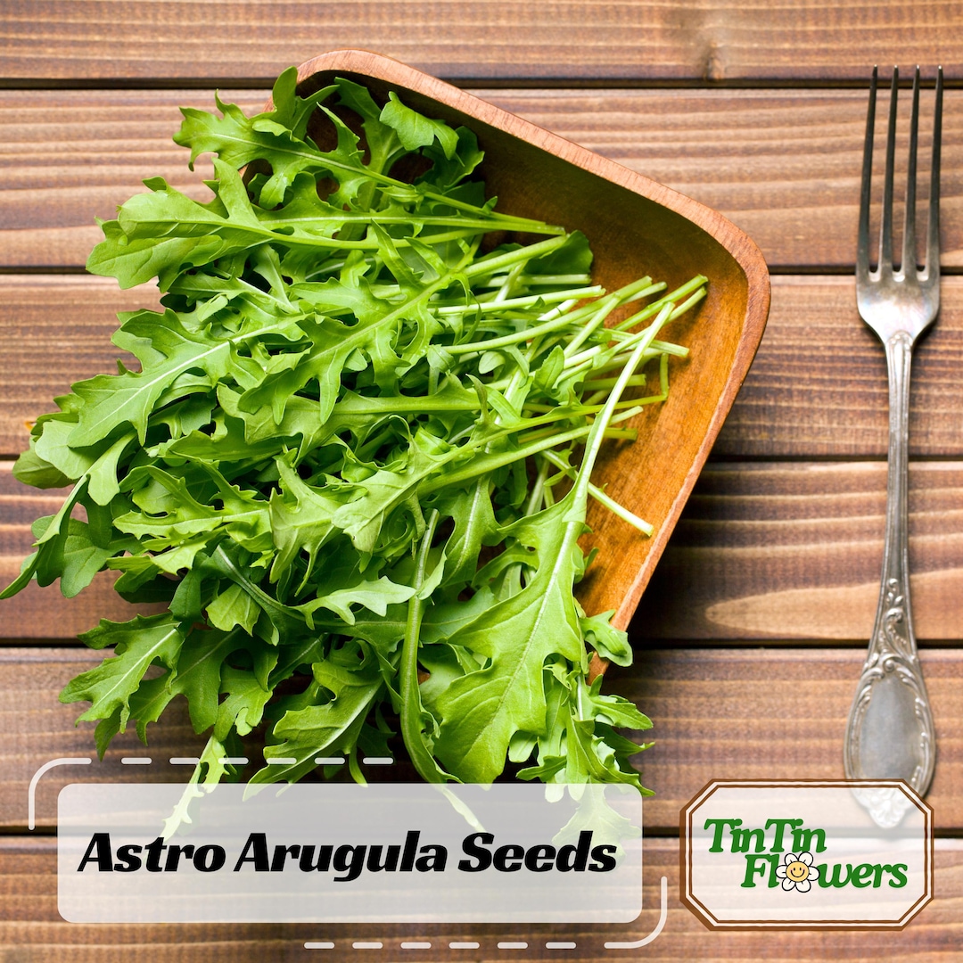Astro Arugula Seeds - Astro- Perennial -authentic Seeds-flowers ...