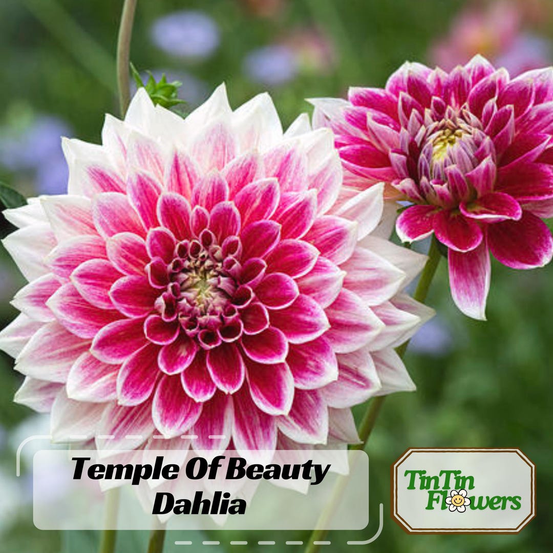 Temple of Beauty Dahlia Seeds- Pollinator Friendly- Open Pollinated ...