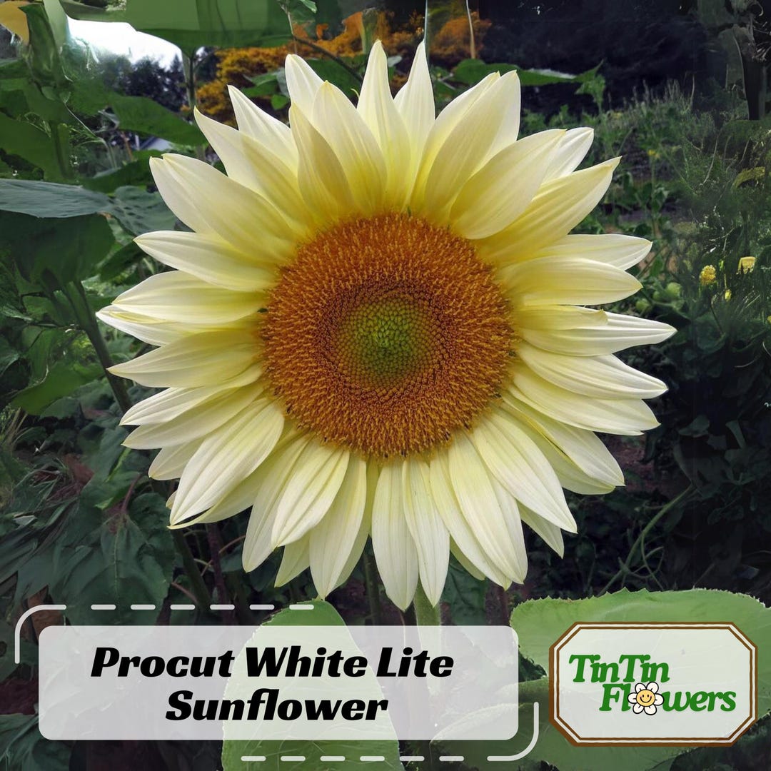 25 Procut White Lite Sunflower Seeds-helianthus Annuus - Open ...