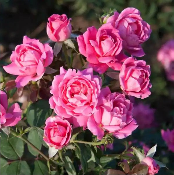 30 Rare Seeds-pink Hybrid Tea Rose Seeds Perennial authentic - Etsy