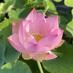 5+ Rare Seeds| Twinkle Toes Lotus -MINI LOTUS Seeds - Indian Lotus ...