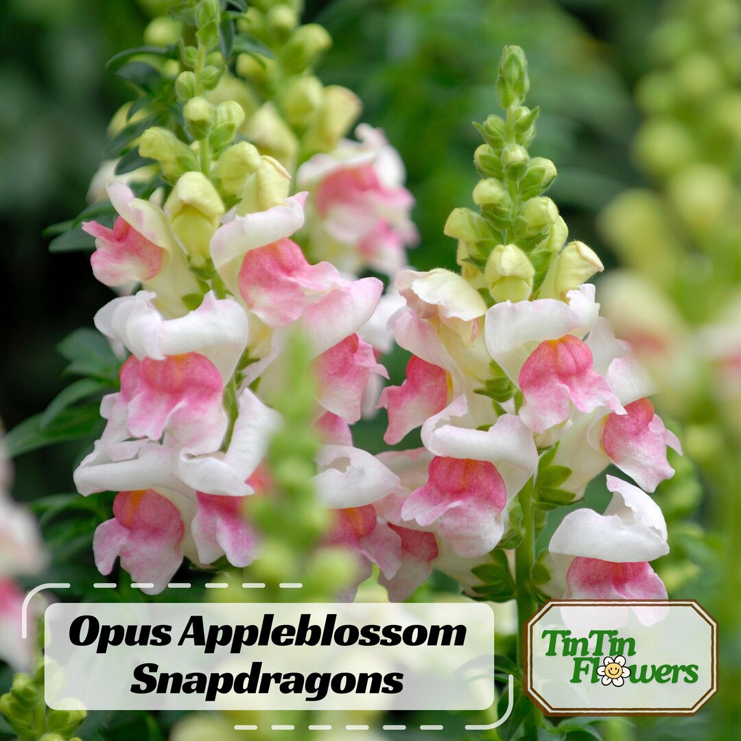 Opus Appleblossom Snapdragons Seeds - Cold Resistant - Attracts ...
