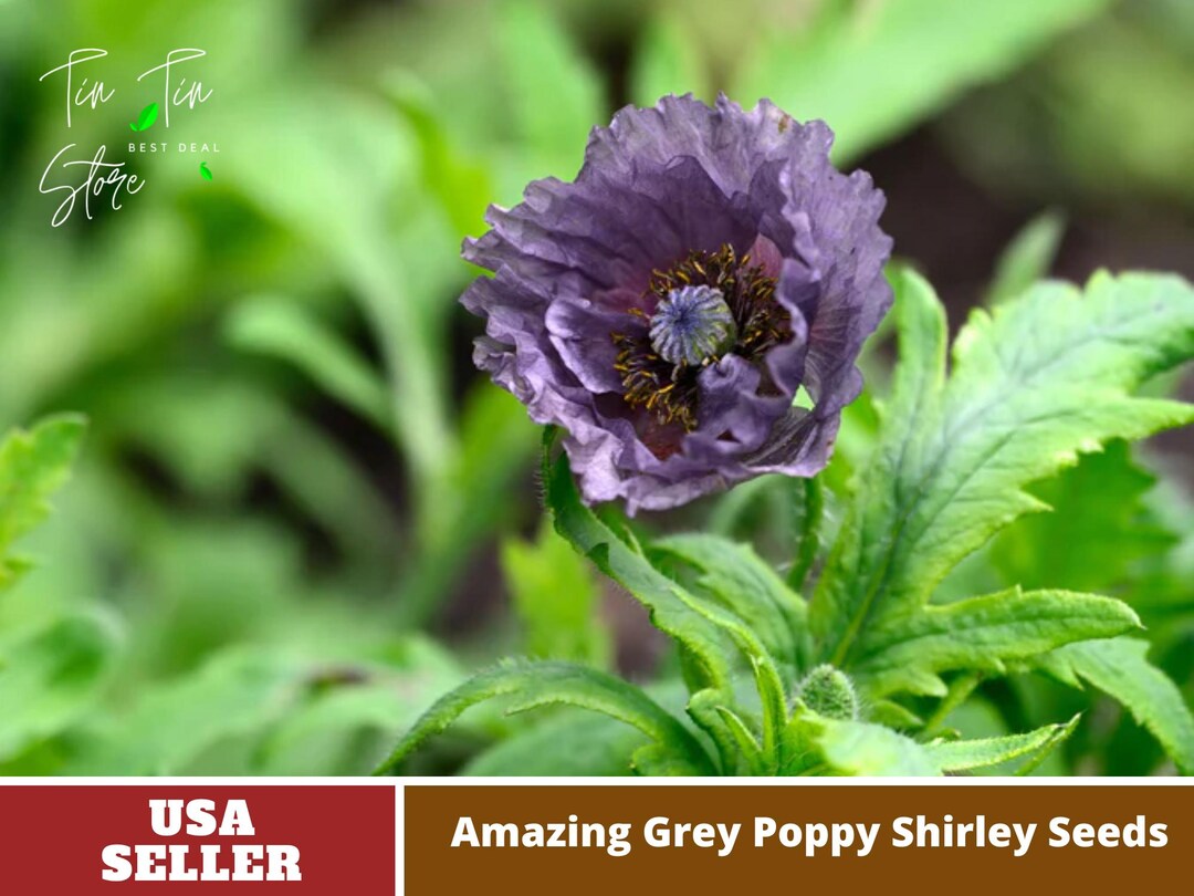 Amazing Grey Poppy Shirley Papaver Seeds Authentic Open-pollinated ...