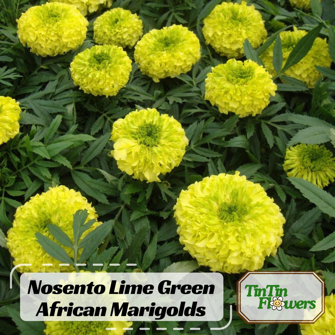 Nosento Lime Green African Marigolds Seeds - Open-pollinating -draft ...