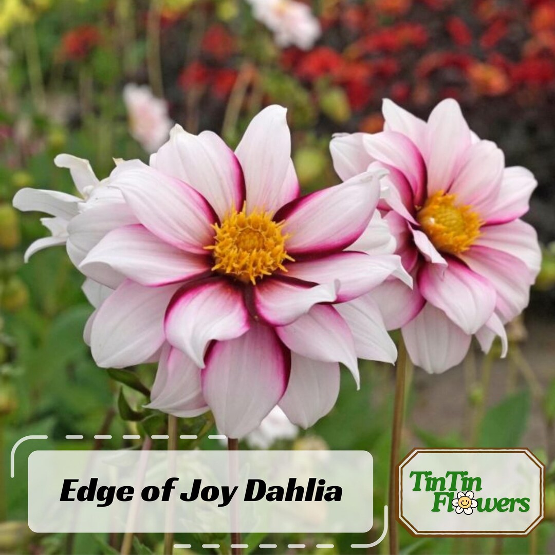Giggles Dahlia Perennial Seeds - Pollinator Friendly- Open Pollinated ...