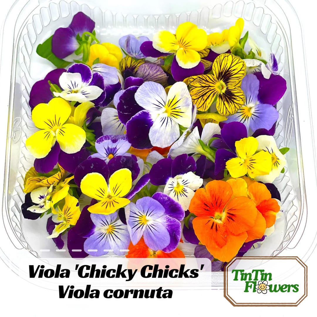 Viola 'chicky Chicks' Viola Cornuta Seeds - Cold Resistant - Self ...