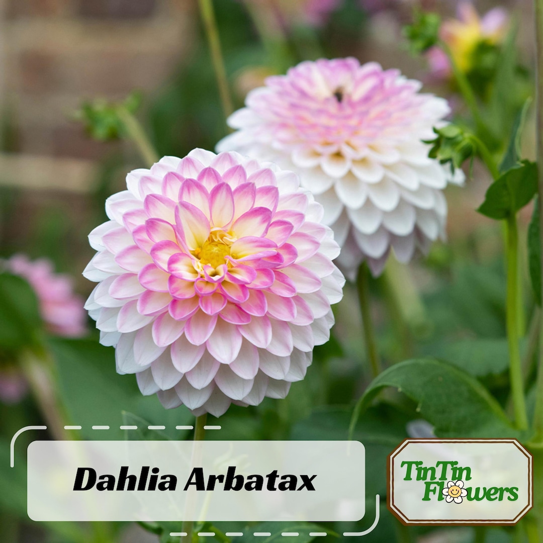 Arbatax Dahlia Perennial Seeds - Pollinator Friendly- Open Pollinated ...