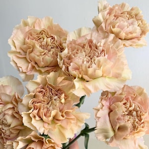 30+ Toffee Beige Carnations - Dianthus Seeds - Container - Balcony ...