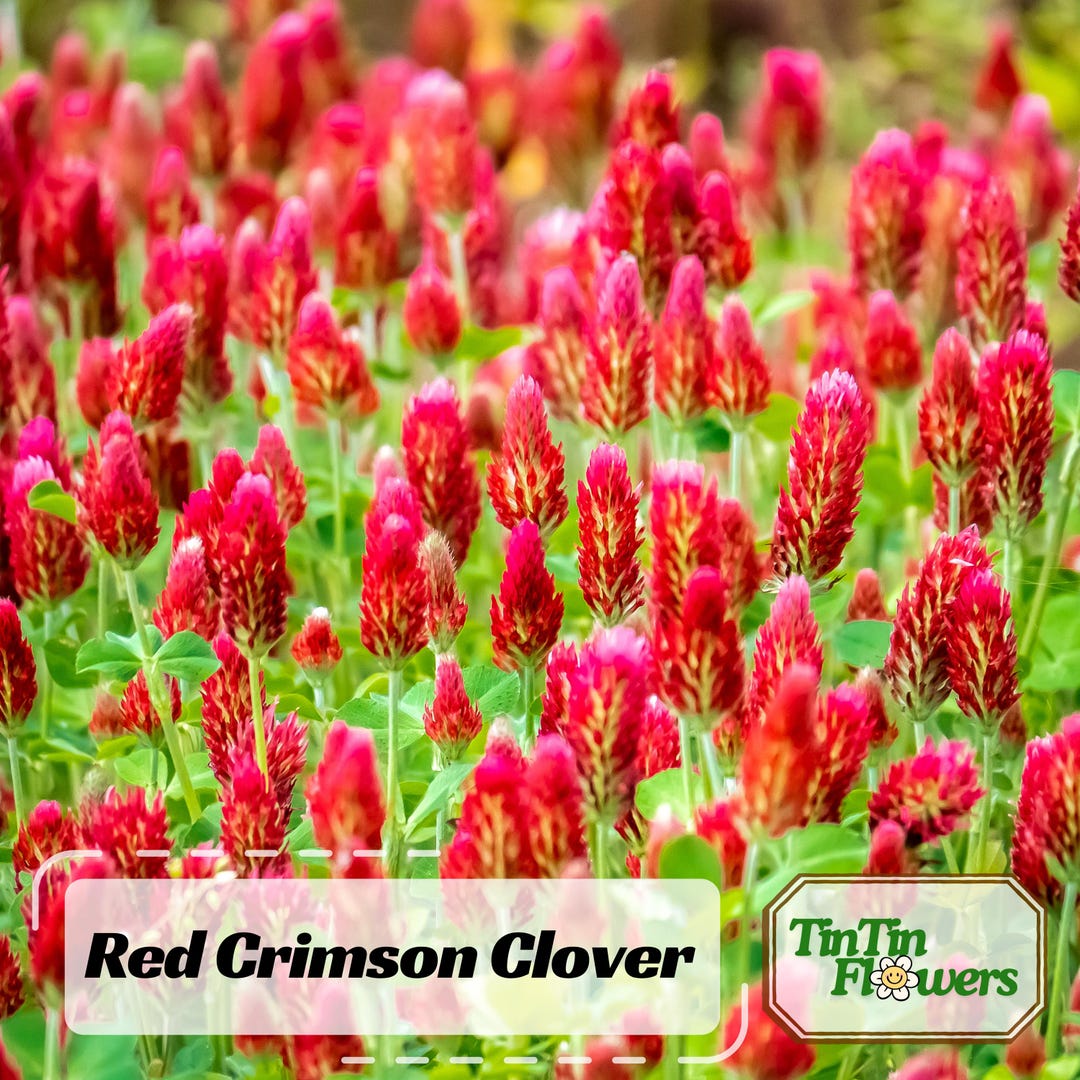 Red Crimson Clover Seeds-authentic Seeds - Air Purifying - Clumping ...