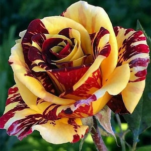 Muti- Color Mix Rose Seeds -perennial - Authentic Seeds - Mix Seeds ...
