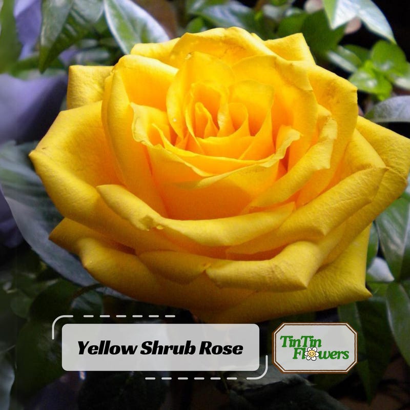 Ships From Us Live Plants - Etsy