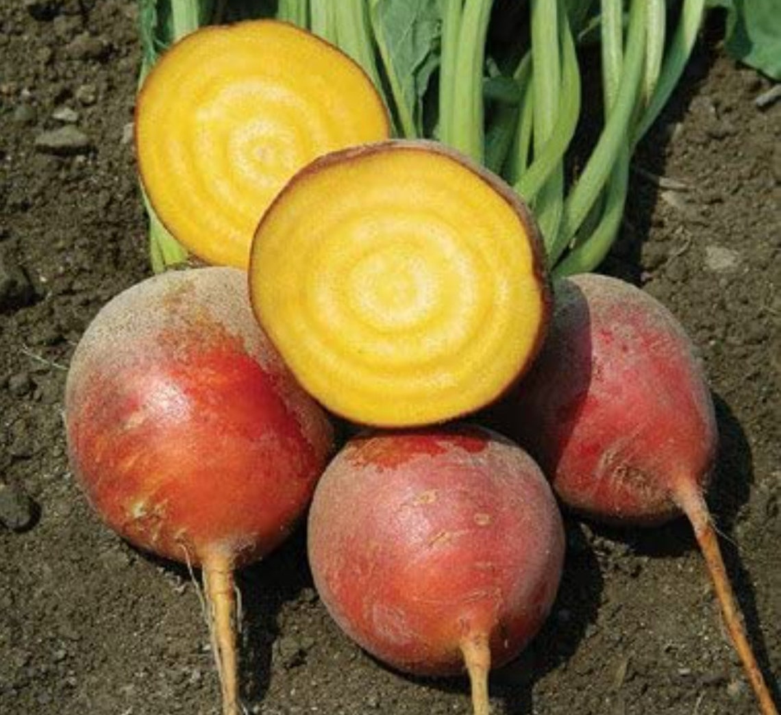 30 Seeds Touchstone Gold Beet Seeds-perennial authentic - Etsy