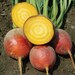 30 Seeds Touchstone Gold Beet Seeds-perennial authentic Seeds-flowers ...
