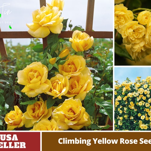 25 Rare Seed Red Rose Seeds-perennial authentic - Etsy