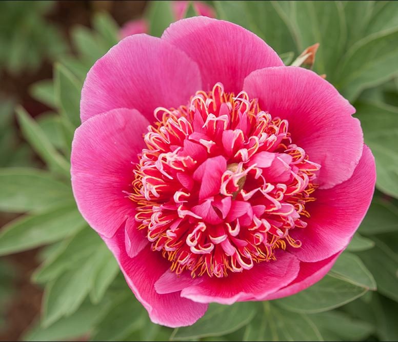 10 Rare Seeds Pink Officinalis Anemoniflora Rosea Peony - Etsy