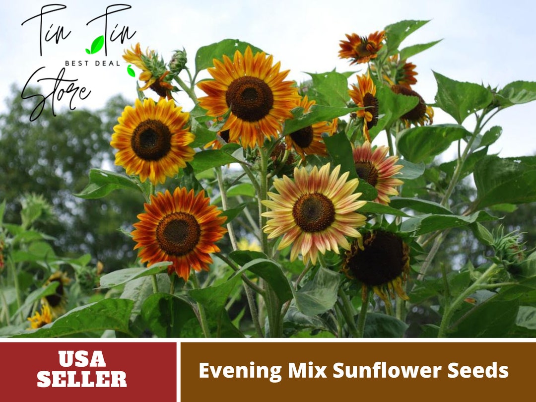 Evening Colors Sunflower Seeds-annuals-authentic Seeds-flowers organic ...