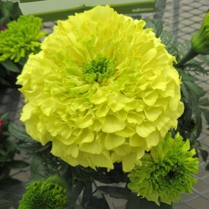 Nosento Lime Green African Marigolds Seeds - Open-pollinating -draft ...
