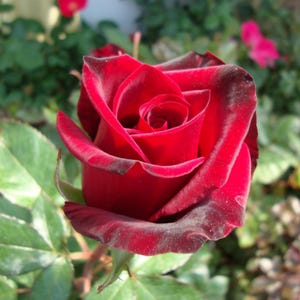 Black Magic Hybrid Tea Rose Seeds -perennial -authentic Seeds-flowers ...