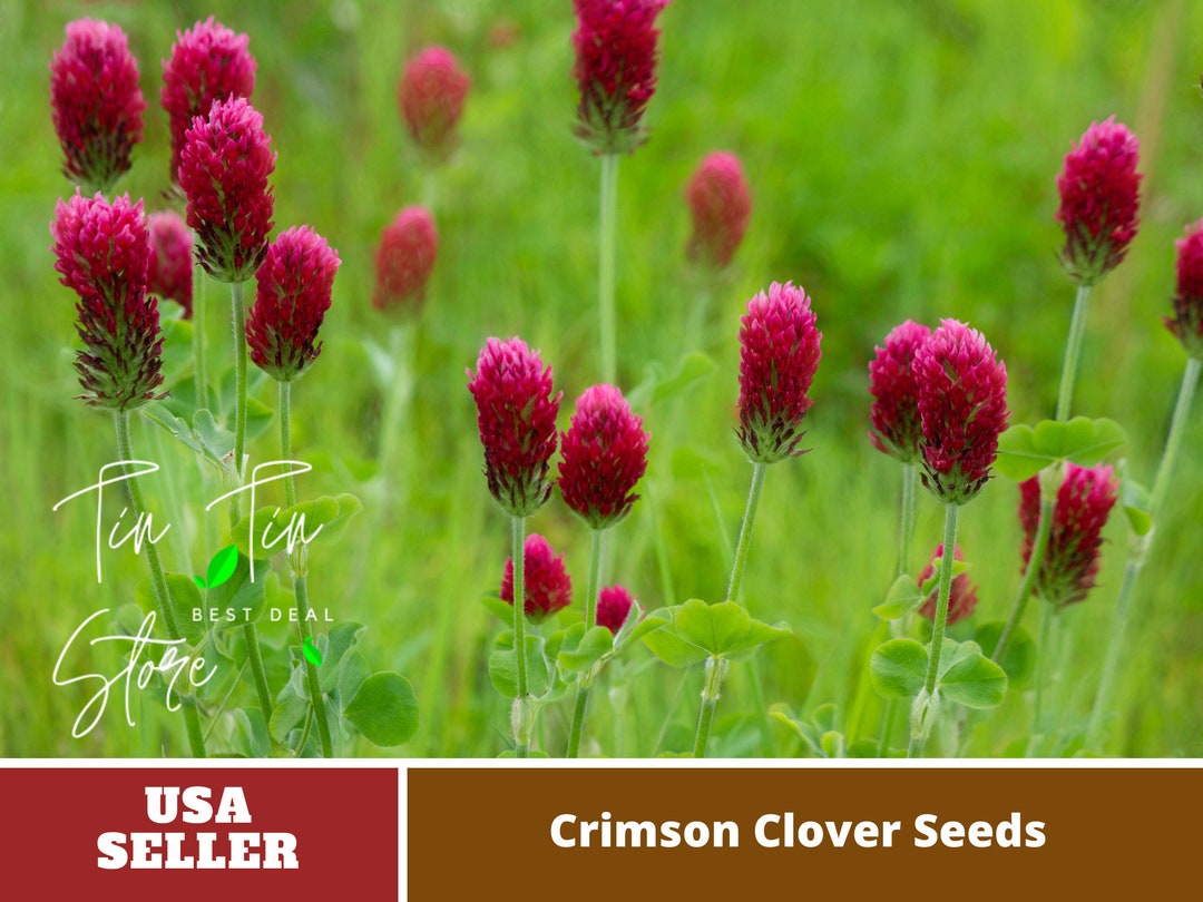 Red Crimson Clover Seeds-perennial authentic Seeds-flowers organic. Non ...