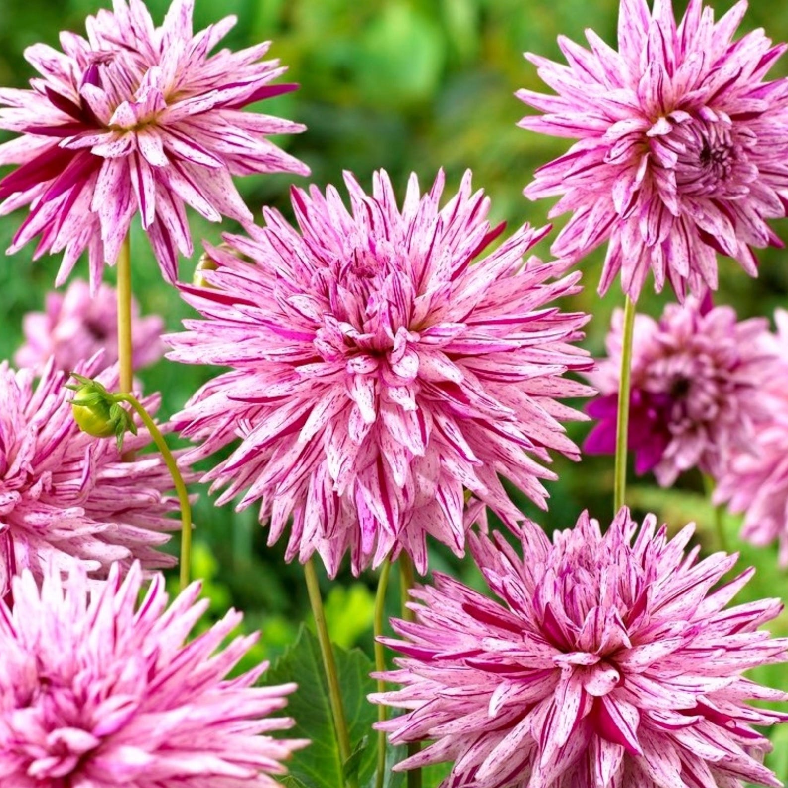 Purple Bedazzled Dahlia Perennial Flower Seeds-pollinator Friendly ...