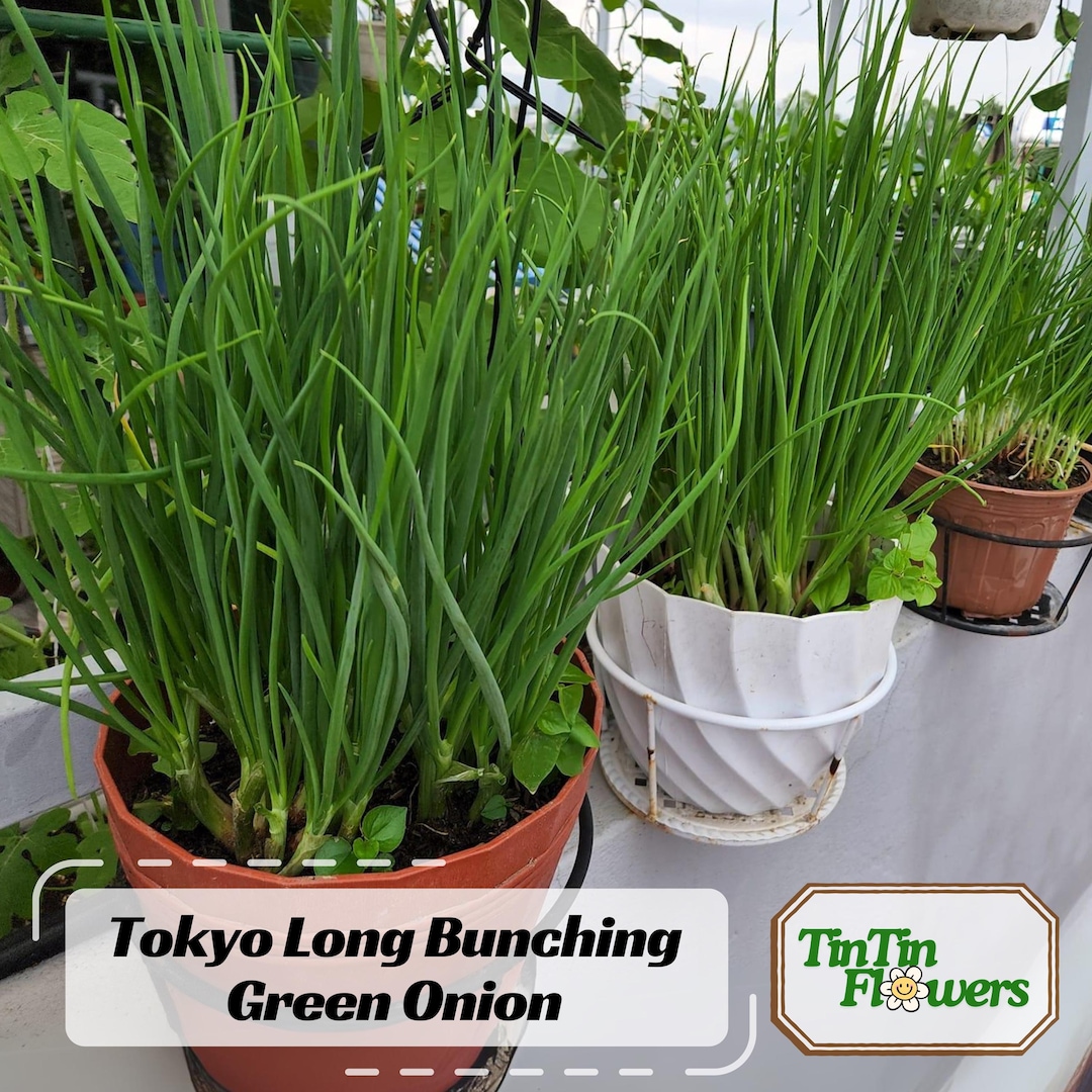 Tokyo Long Bunching Green Onion Seeds -perennial -authentic Seeds ...