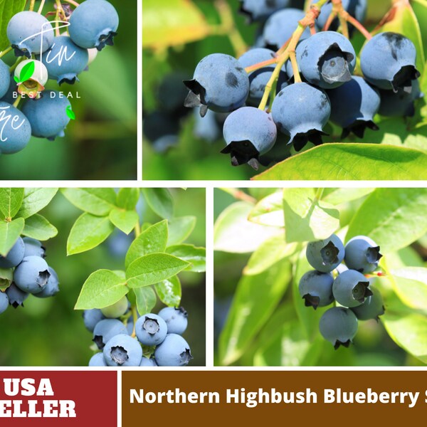 Northern Highbush Blueberry Plant - Etsy