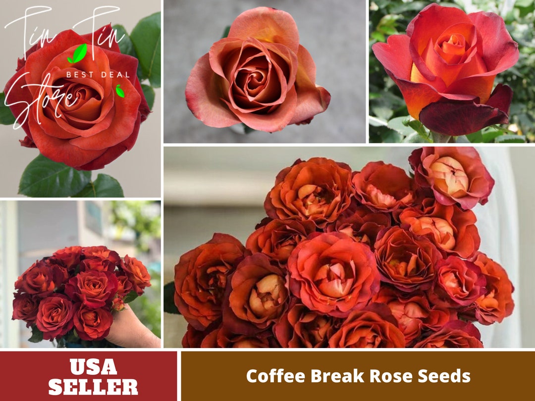 Coffee Break Rose Seeds Perennial Authentic Seeds Mix Seeds Late Winter ...