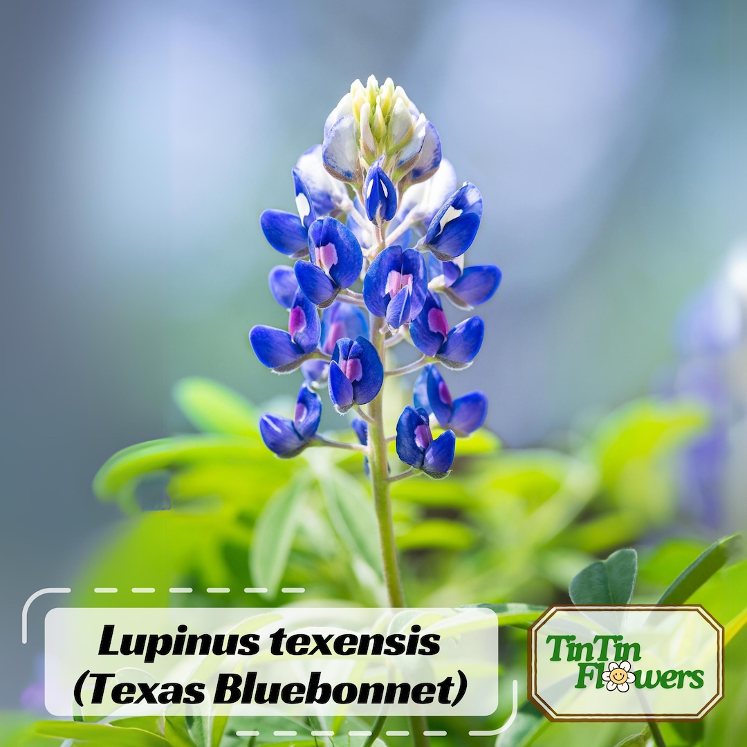 Lupinus Texensis (texas Bluebonnet)- Lupine Seeds- Lupinus -bluebonnet ...
