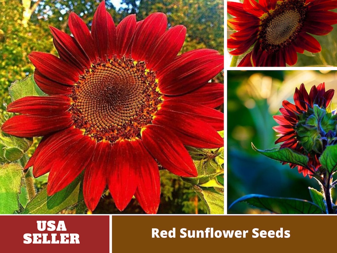 Procut Red Sunflower Seeds-helianthus Annuus Open-pollinated Organic ...