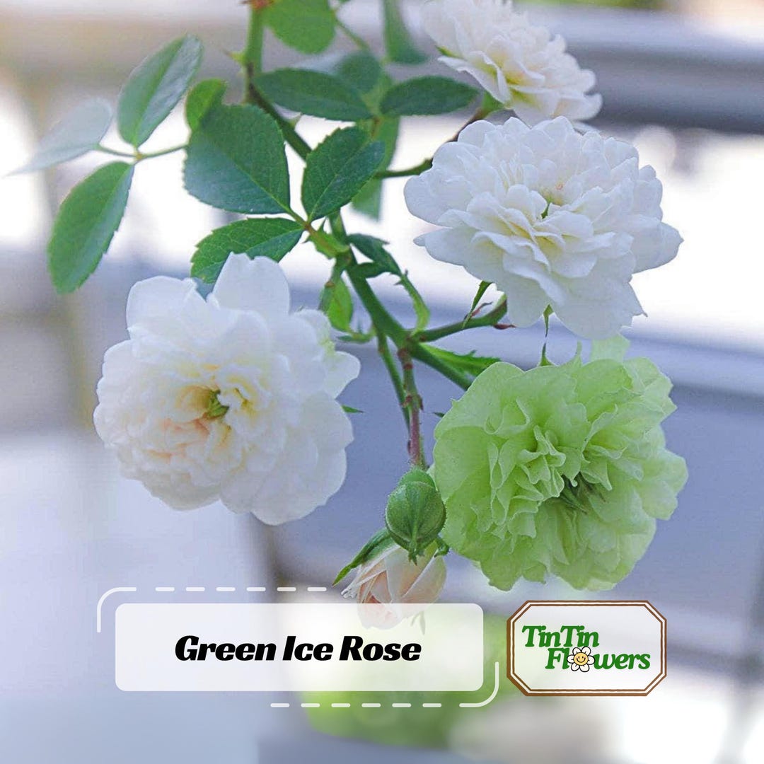 30 Seeds | Green Ice Flower Rose Seeds - Perennial - Greenice Flower ...