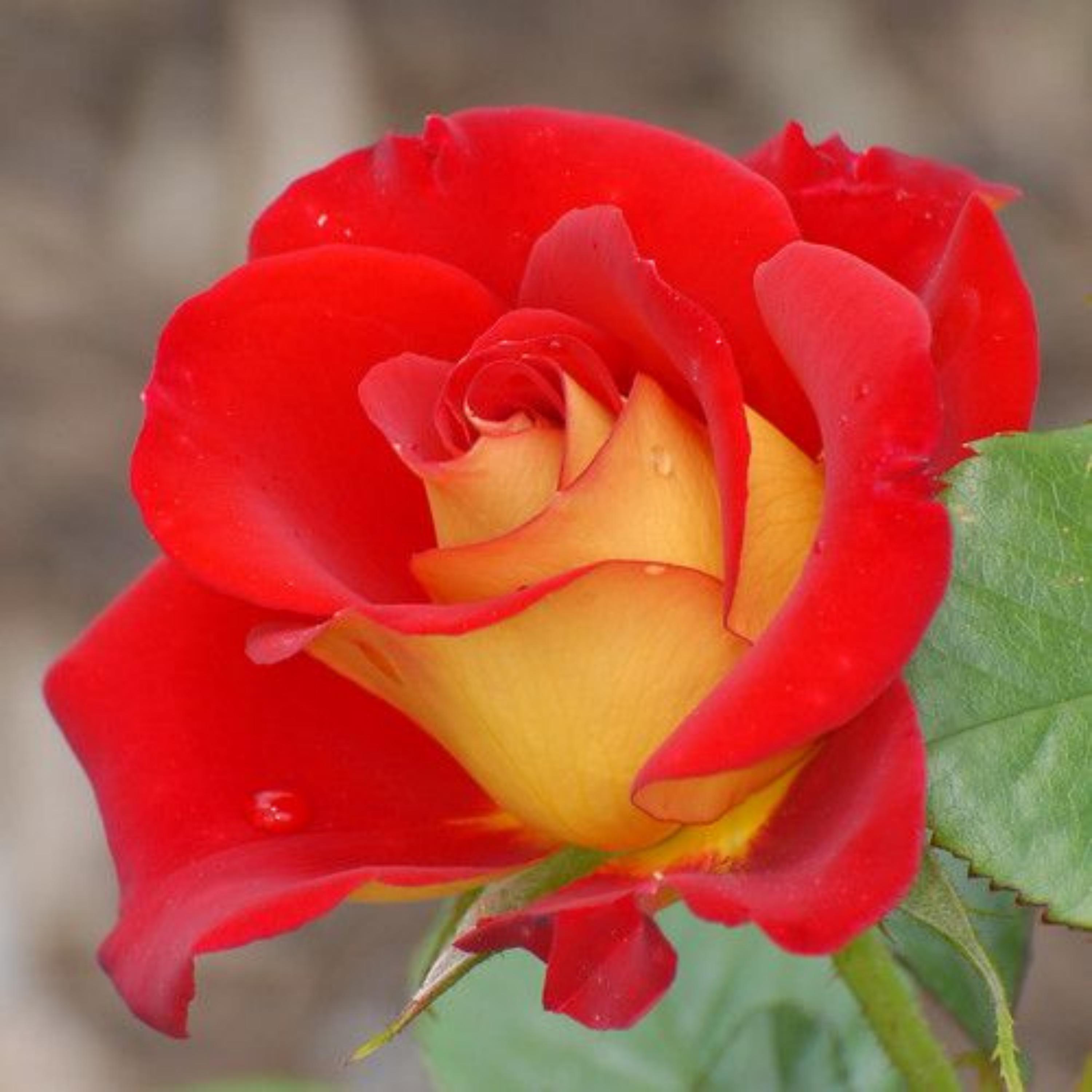 30 Seeds | Ketchup & Mustard Rose Seeds - Perennial - Authentic Seeds ...