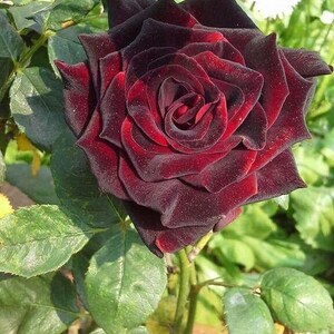 Black Magic Hybrid Tea Rose Seeds perennial authentic Seeds-flowers ...