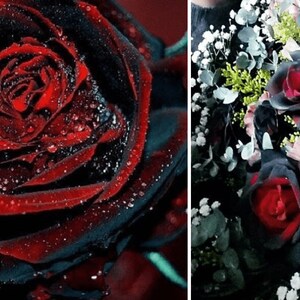 True Blood Rose Seeds Perennial authentic Seeds-flowers organic. Non ...