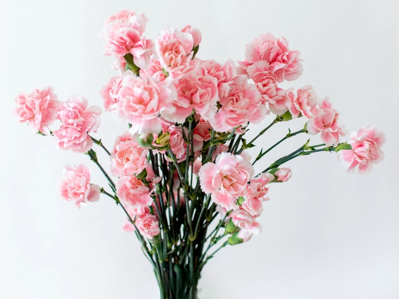 30 Seeds| Light Pink Mini Carnation- Dianthus Seeds - Container ...