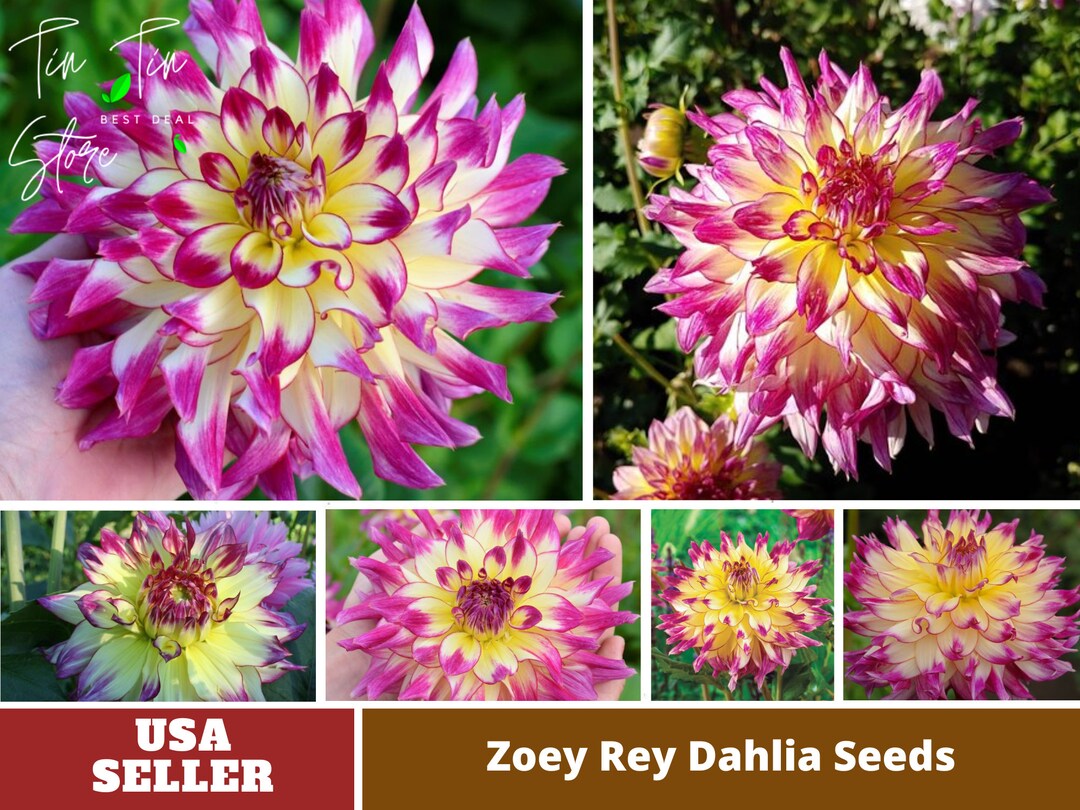 Zoey Rey Dahlia Seeds Pollinator Friendly Open Pollinated Heirloom ...