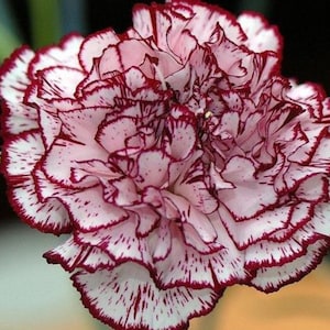 Rendezvous Carnations - Dianthus Seeds - Open-pollinated - Organic ...